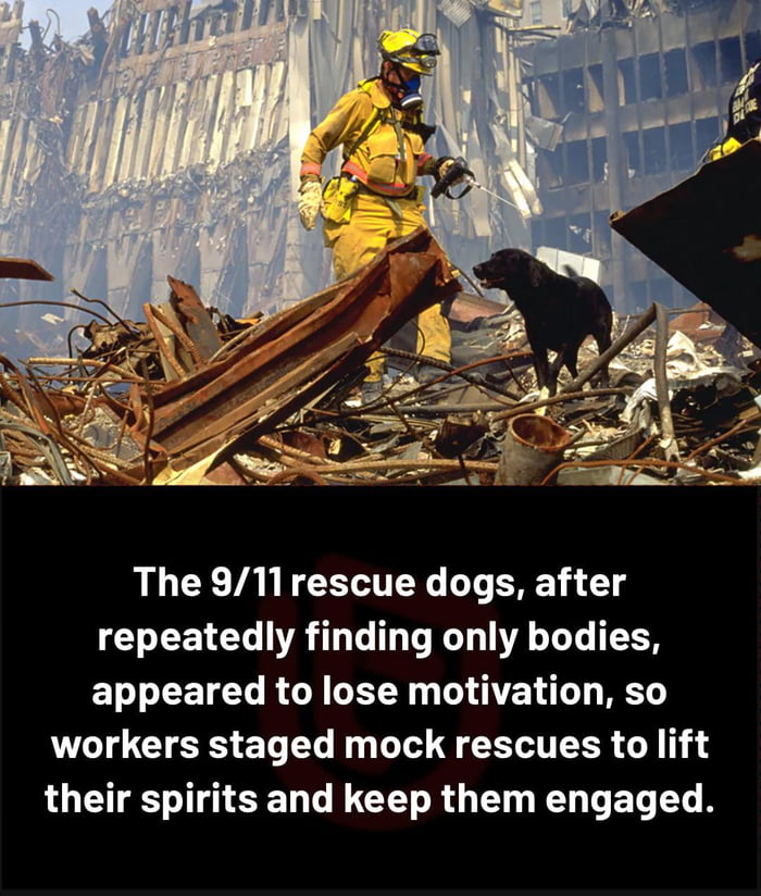 The 9/11 rescue dogs got really down because they were only finding bodies. - 9GAG