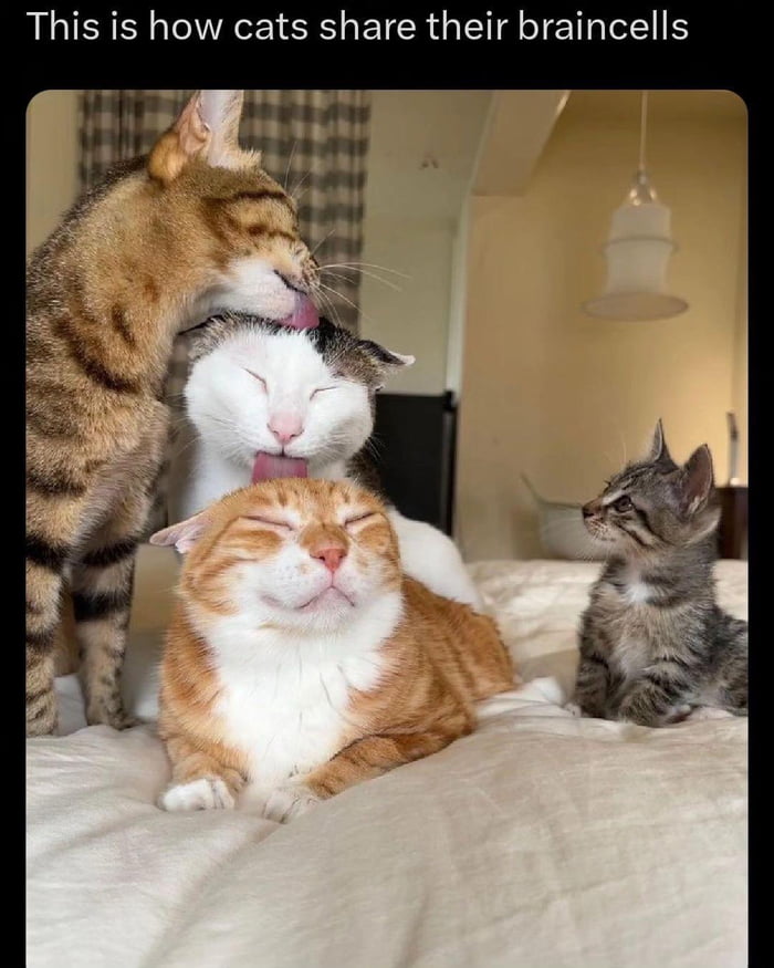 Ongoing transmission ng shared braincell - 9GAG