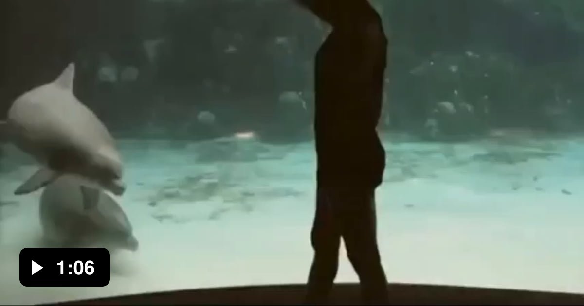 A Splash of Joy: Girl and Dolphin Share a Moment - 9GAG