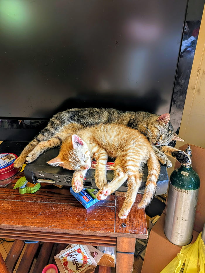 So sweet 💤🐱 - 9GAG