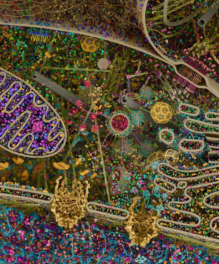 The most detailed model of a human cell to date - 9GAG