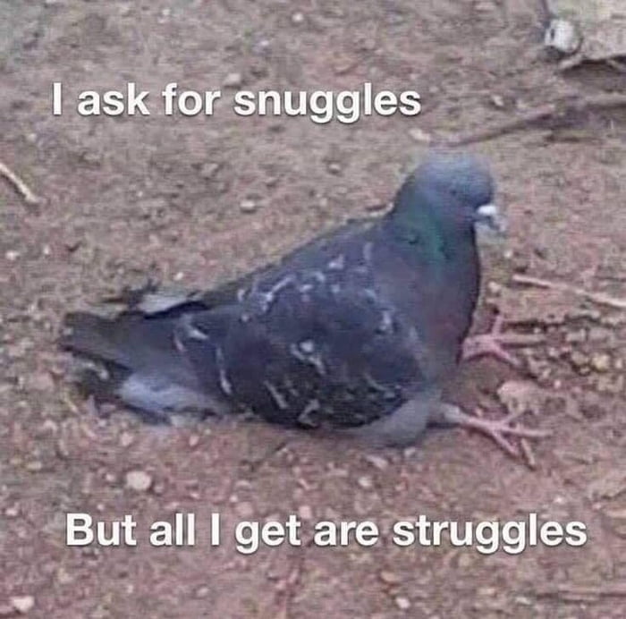 Mood: this pigeon - 9GAG