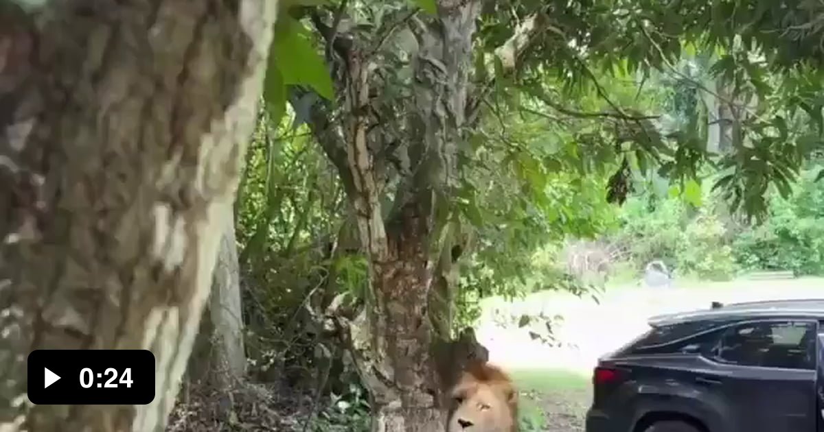 Just blending in, nothing to see here - 9GAG