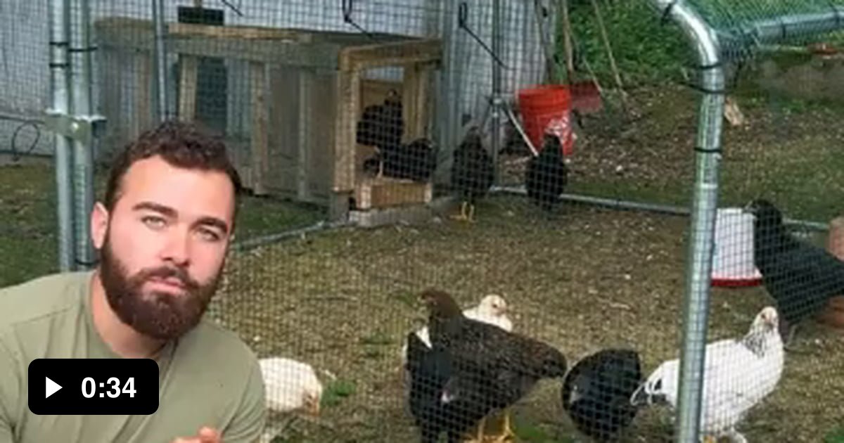 Apparently you can learn to speak chicken and command them. - 9GAG