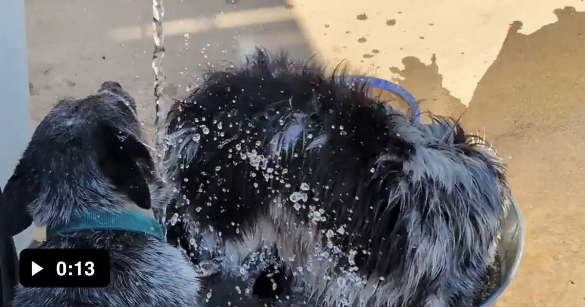 Bandit Cooling off - 9GAG