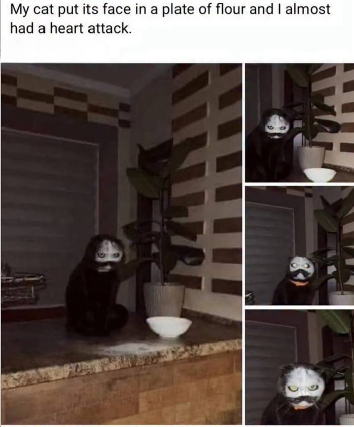My cat decided to become a mime - 9GAG