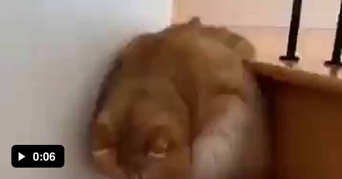 Tube Cat - 9GAG