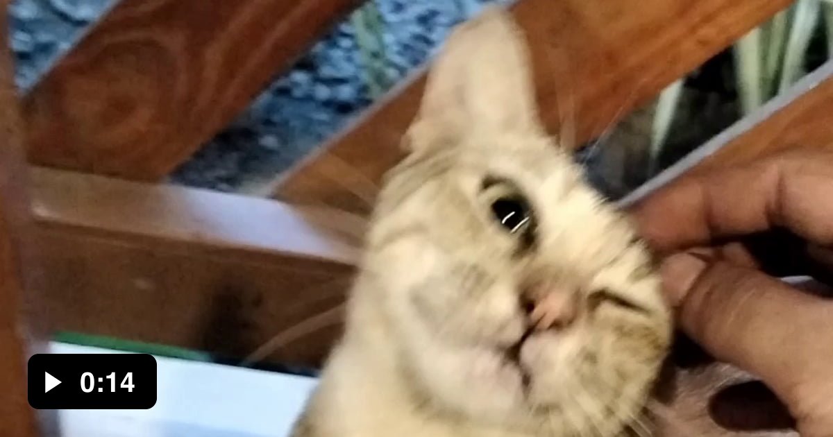 Yup its a cat 😁😁😁 - 9GAG