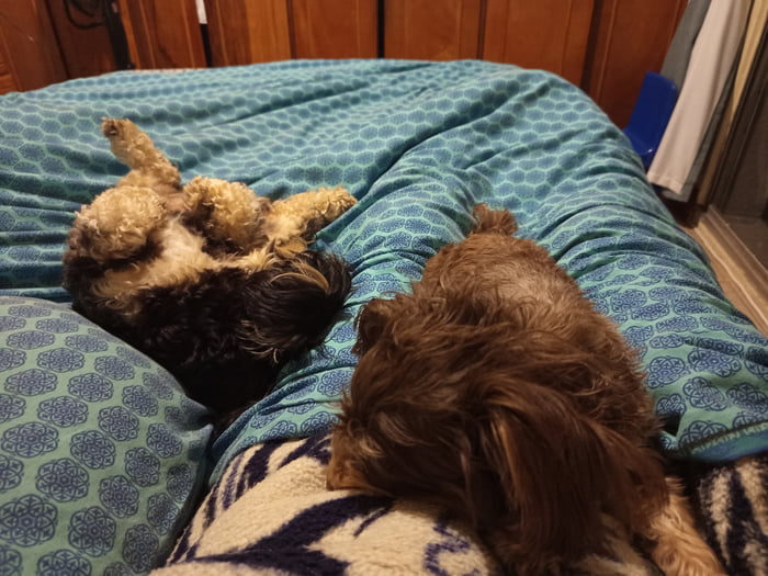My Brother Is On Vacation Dropped His Yorkie Off With Me Now I Cant 2373