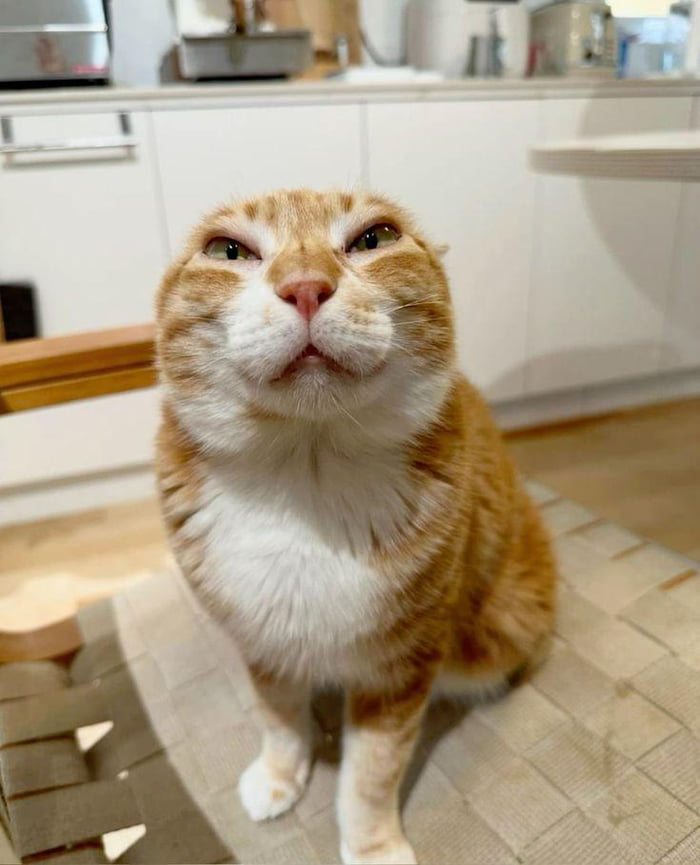 One braincell one orange - 9GAG