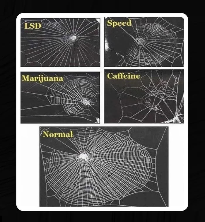 IN 1948, A SCIENTIST GAVE DRUGS TO SPIDERS TO SEE HOW IT AFFECTED THEIR ...