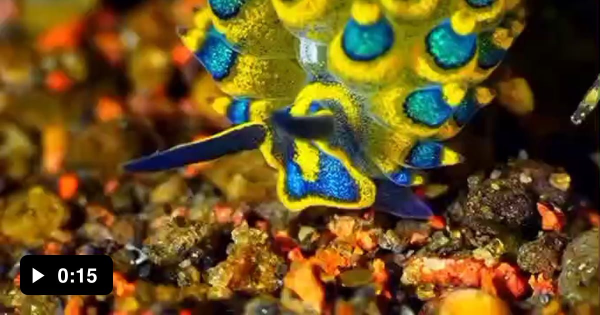 𓆑 Sea Slug (Costasiella sp.) that can do kleptoplasty. As it feeds by ...