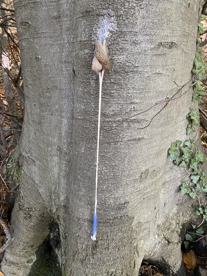 2 slugs mating - 9GAG