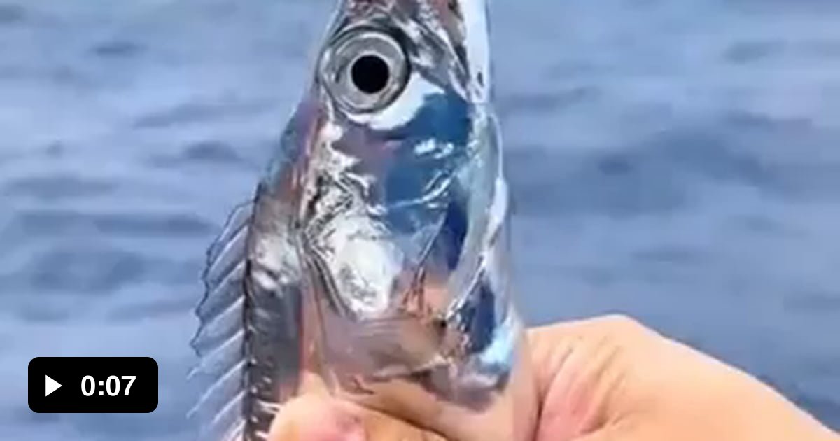 Check out the shine on this Cutlass fish 🤩 - 9GAG