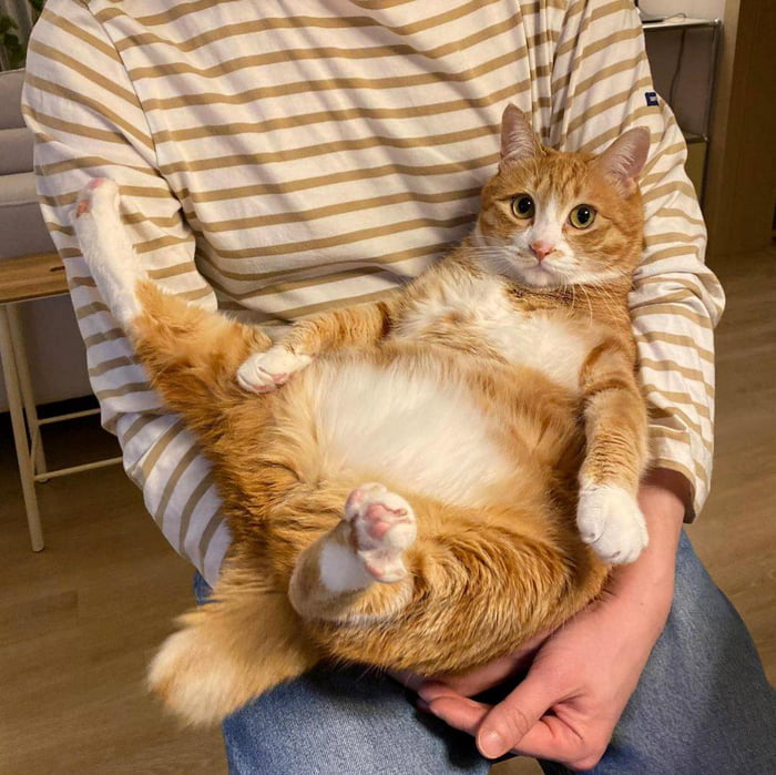 That is one chonky boi - 9GAG
