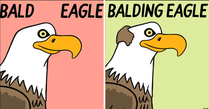 Balding Eagle - 9GAG
