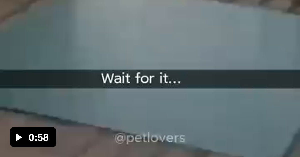 Orange Cat Behavior - 9GAG