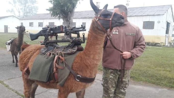 G.M.L, gun mounted llama, protector of the heard - 9GAG