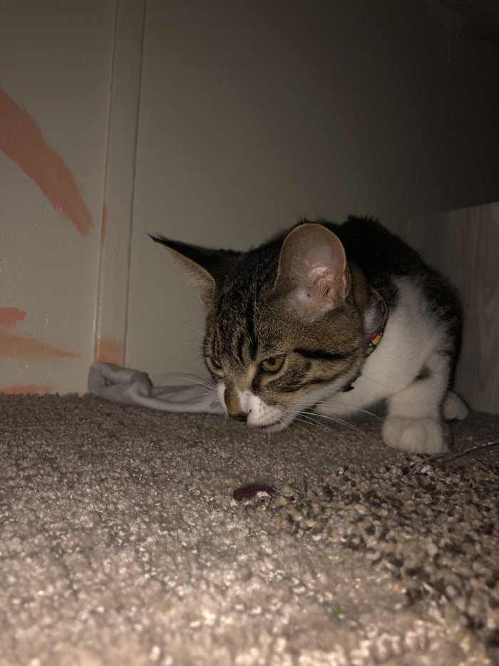 Snack time murder kitty - 9GAG