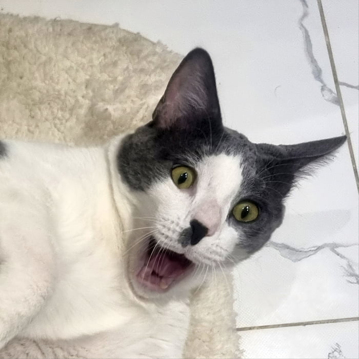 Whaaat ! We're doing cats now! - 9GAG