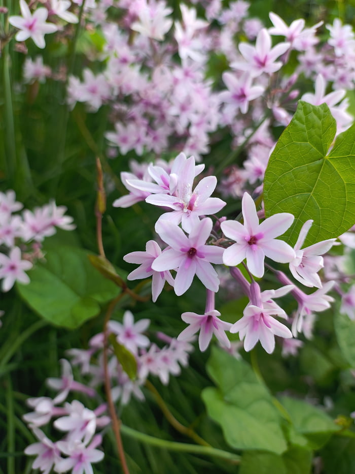 Sharing my flower gallery day 54 - 9GAG