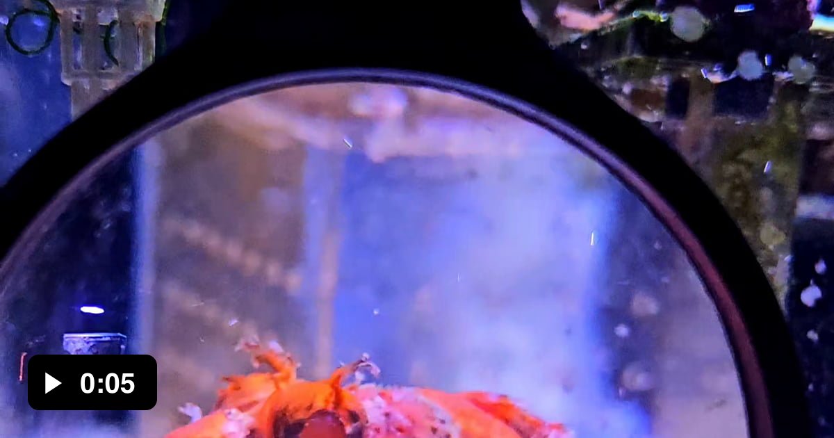 I have a saltwater tank. I've noticed the scorpion fish will sit in ...