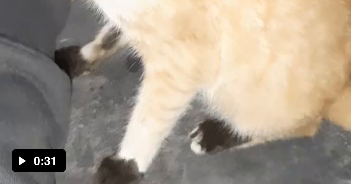 The Masked Cats - 9GAG