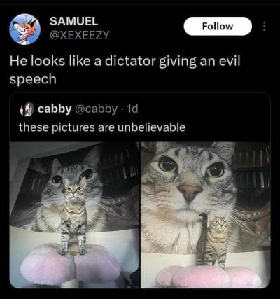 Good News: it appears Mussolini has been reincarnated as a tabby cat ...