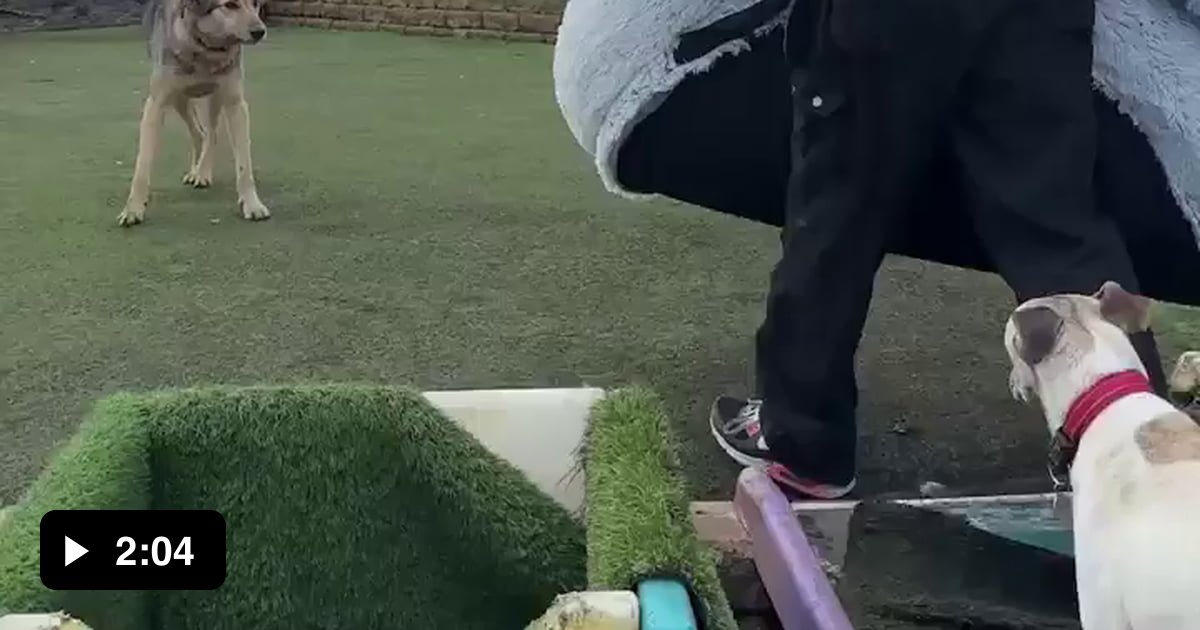 People Sharing A Giant Dog Bed With Shelter Dogs - 9GAG