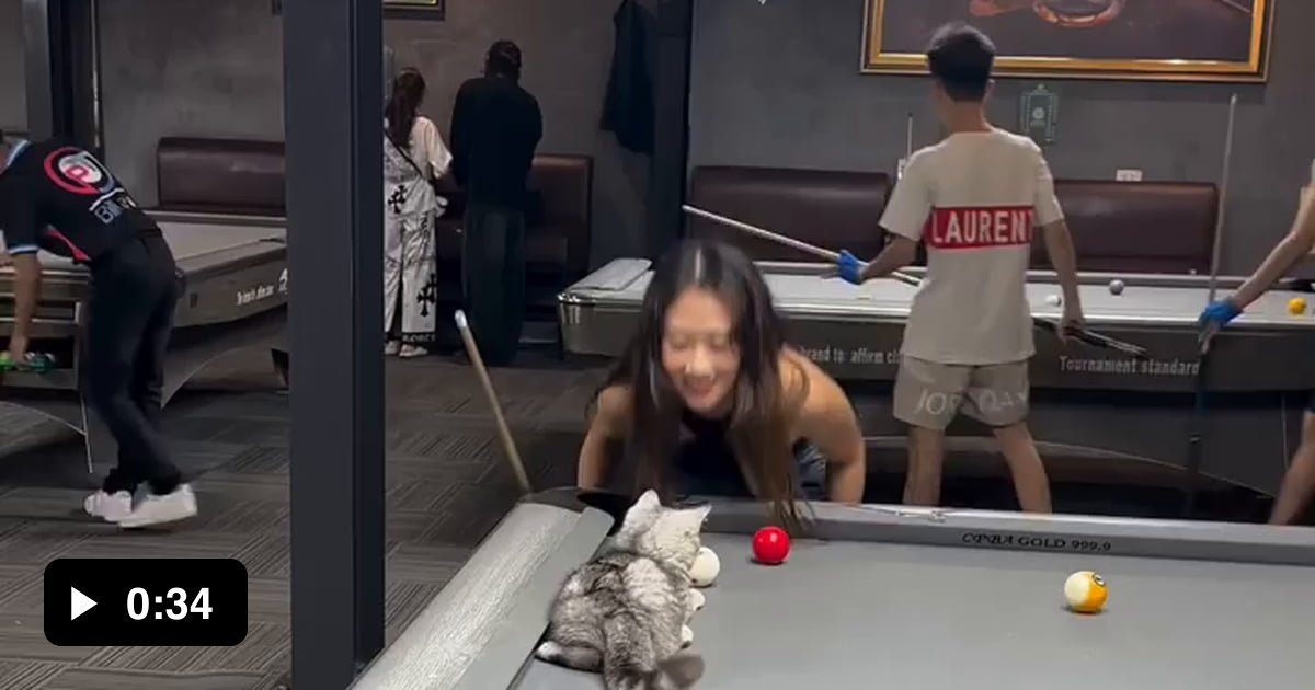 This little ball of fluff is the ultimate pool shark! - 9GAG