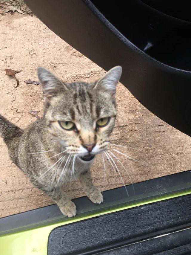 Traffic control making home visits now? - 9GAG