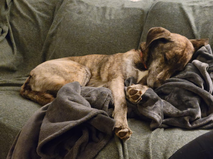 Sometimes life is ruff and you need a warm fuzzy blanket. - 9GAG