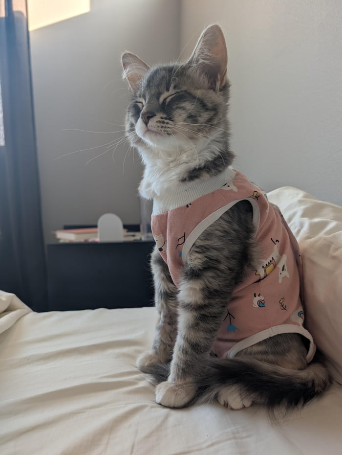 Tiny finally made peace with her recovery pajamas - 9GAG