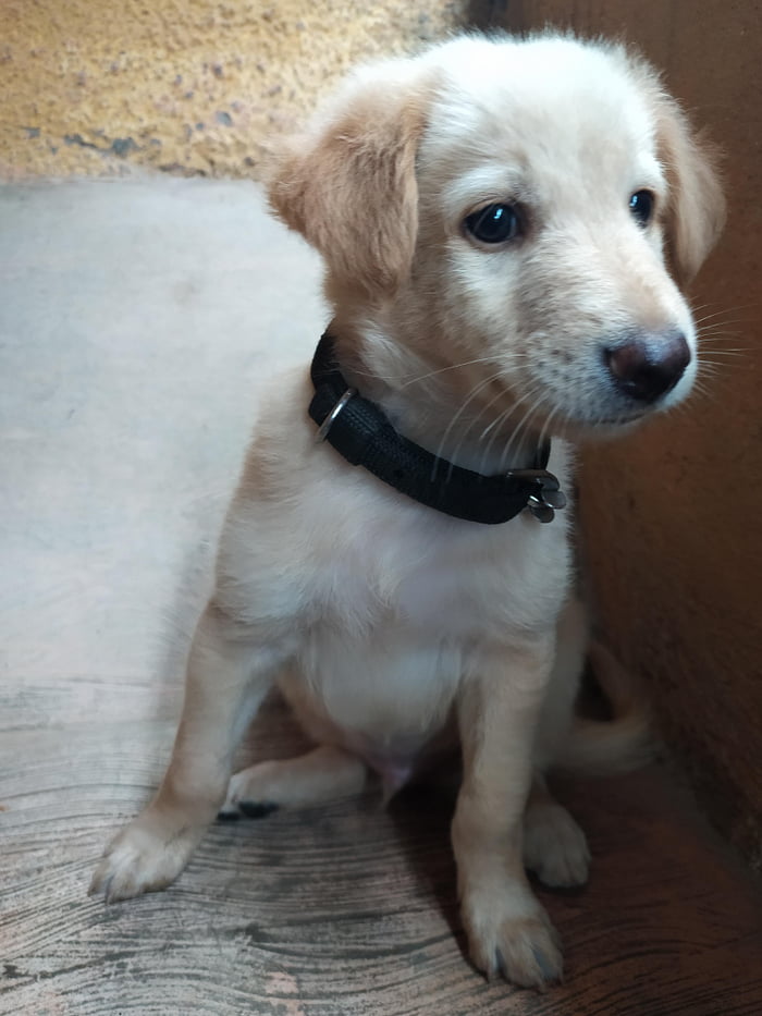 When u da most heckin naughty but also da most photogenic fren! - 9GAG