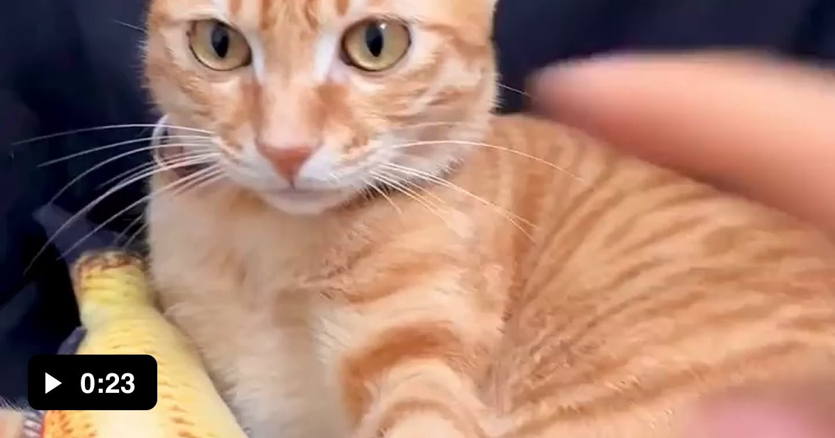 Multiple-choice question - 9GAG