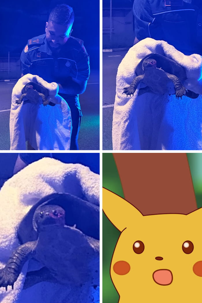 Surprised Turtle Rescue - 9GAG