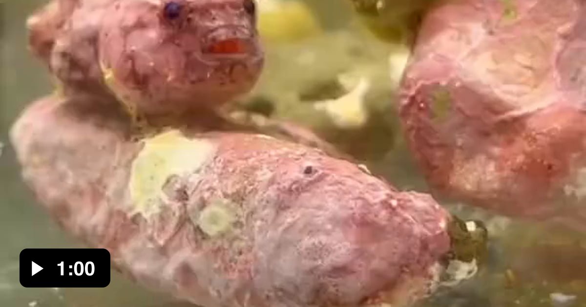 Pokemons explained - 9GAG