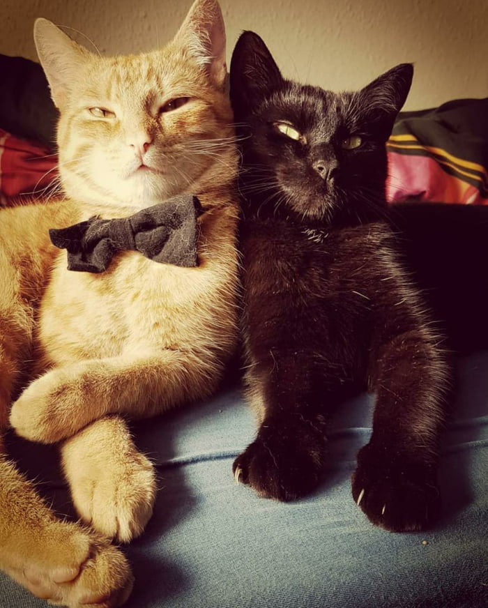 Since we post cats, here are mine. Chester and Codon - 9GAG