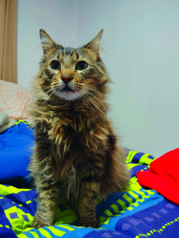 Heres Otto my little devil. - 9GAG