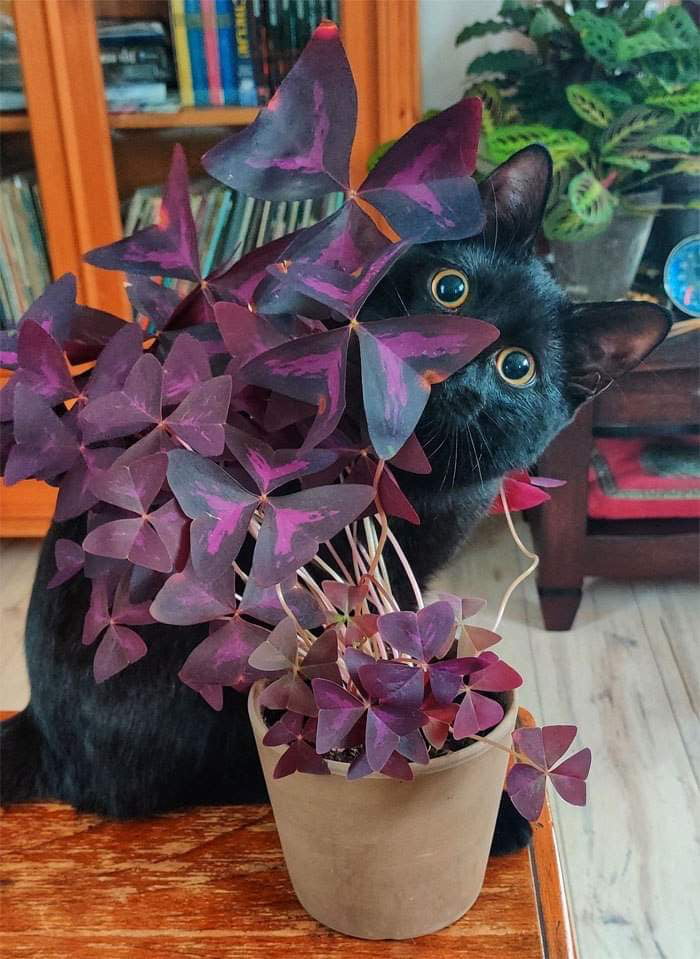 Henk likes plants. Do you like Henk? - 9GAG