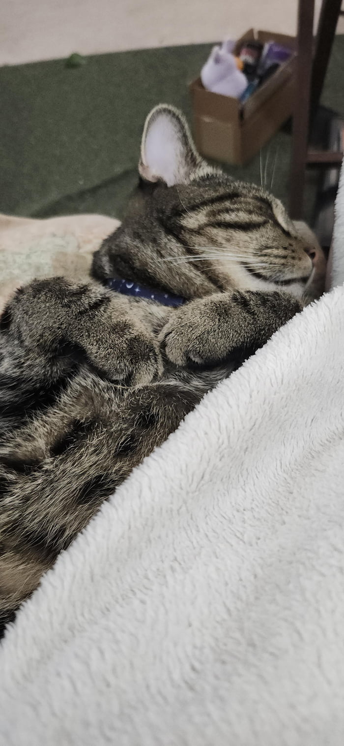 Sleepy Winston - 9GAG