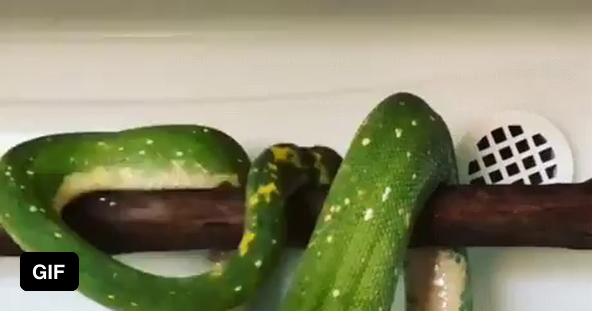 Ever seen a comfy snek? Now you have - 9GAG