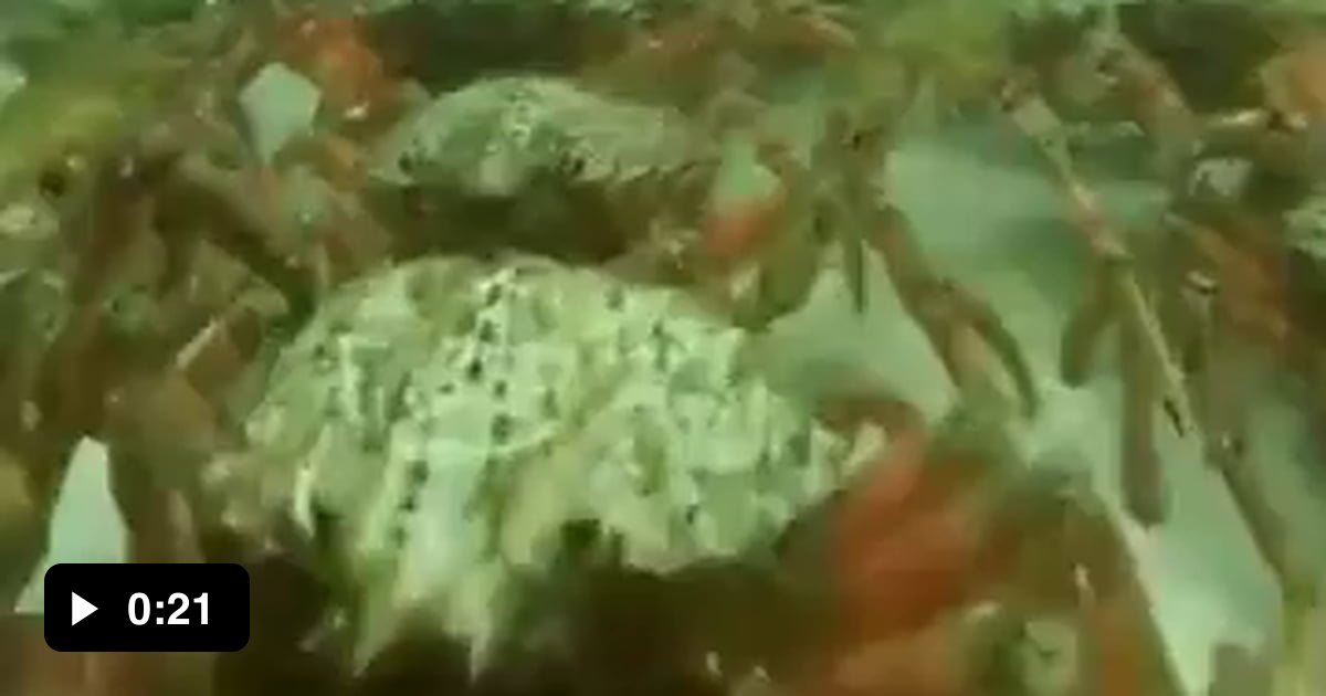 Mass gathering of spider crabs! - 9GAG