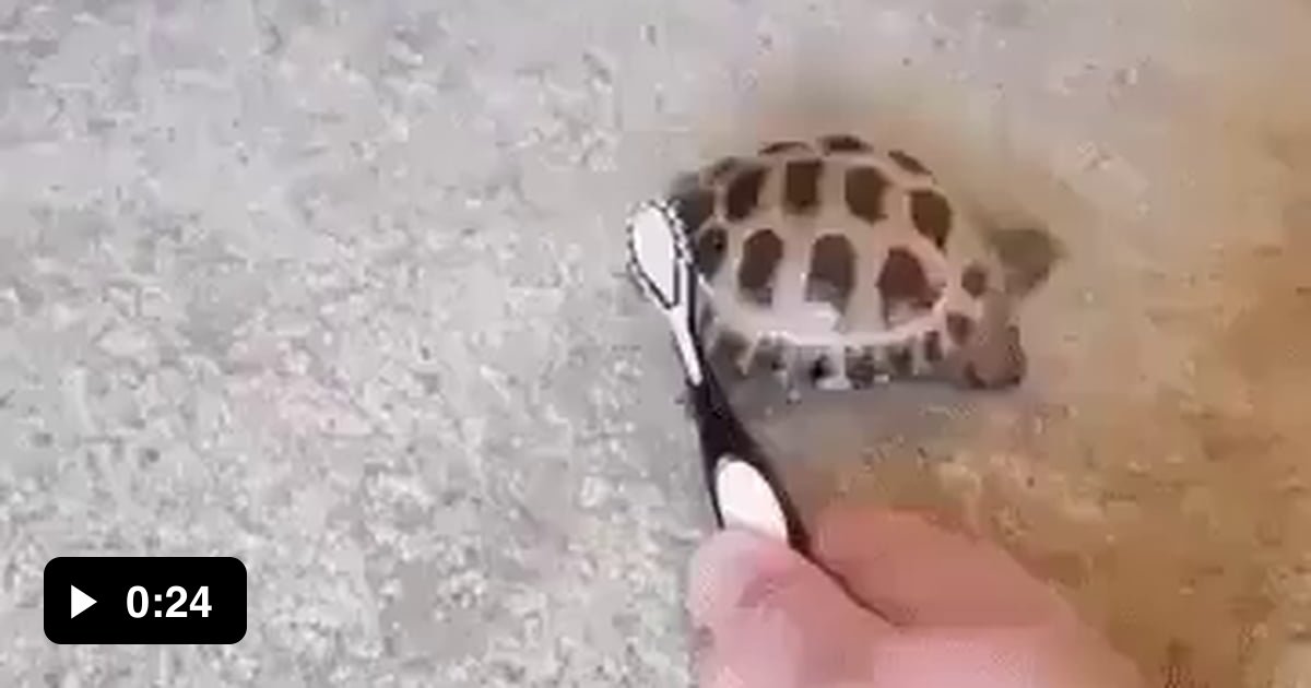 Turtle dancing! - 9GAG