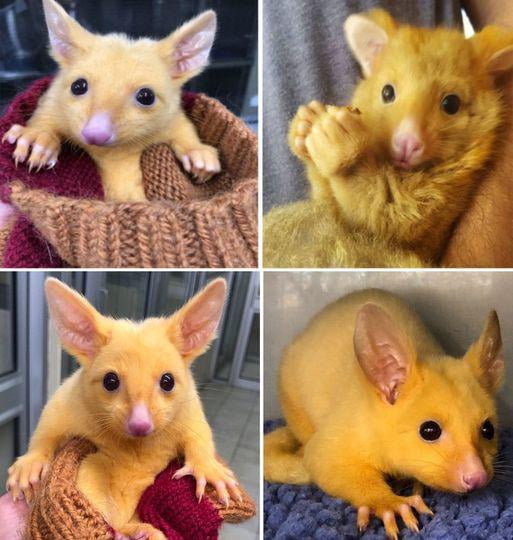 A rare golden possum was recently discovered in Australia and it bears ...
