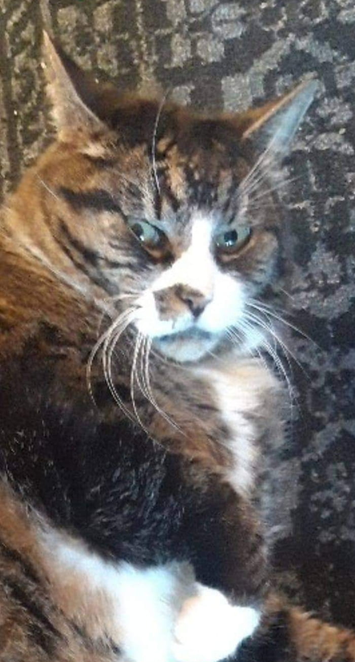 I broke rule. Disturbed cat. Cat now mad. - 9GAG