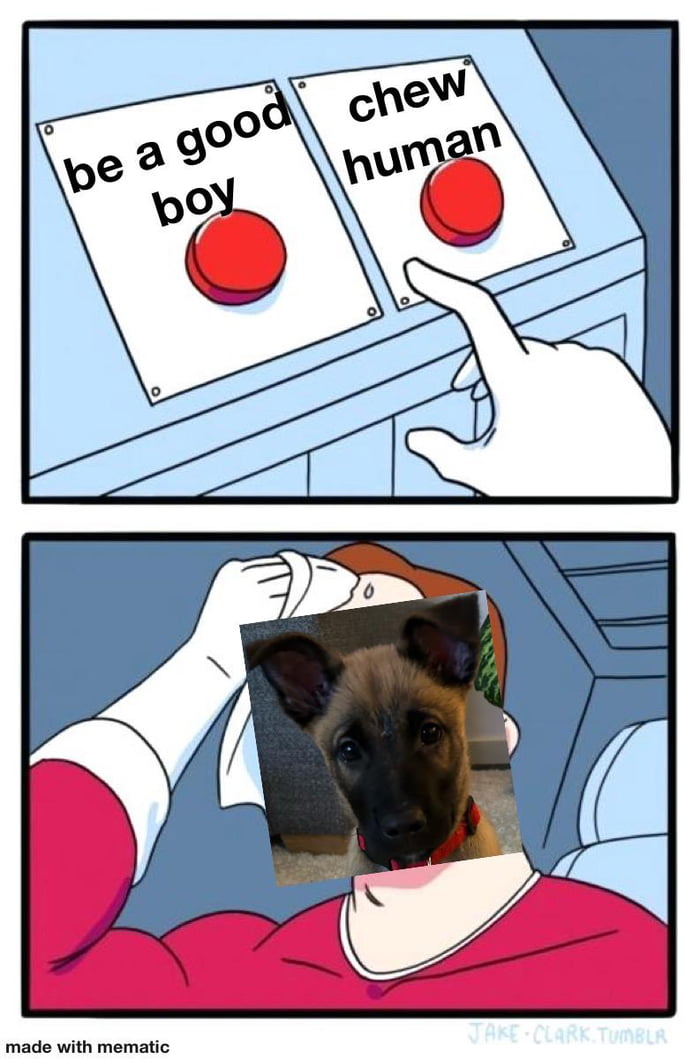Our new pupper, learning how to be a good boy - 9GAG