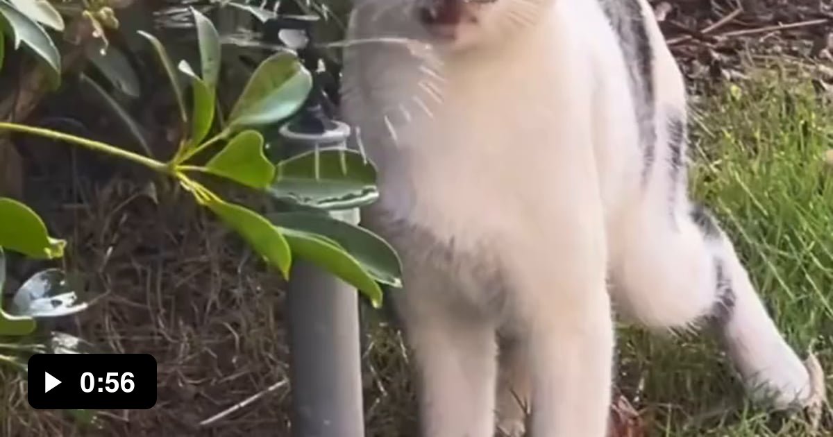 Cats trying to stay hydrated....well, most of them - 9GAG