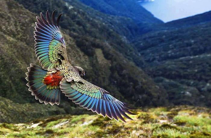 The Wings Of A Kea Parrot In New Zealand - 9GAG
