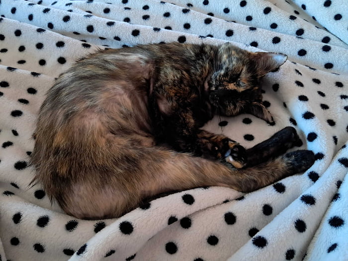 Cat distribution system at work - 9GAG